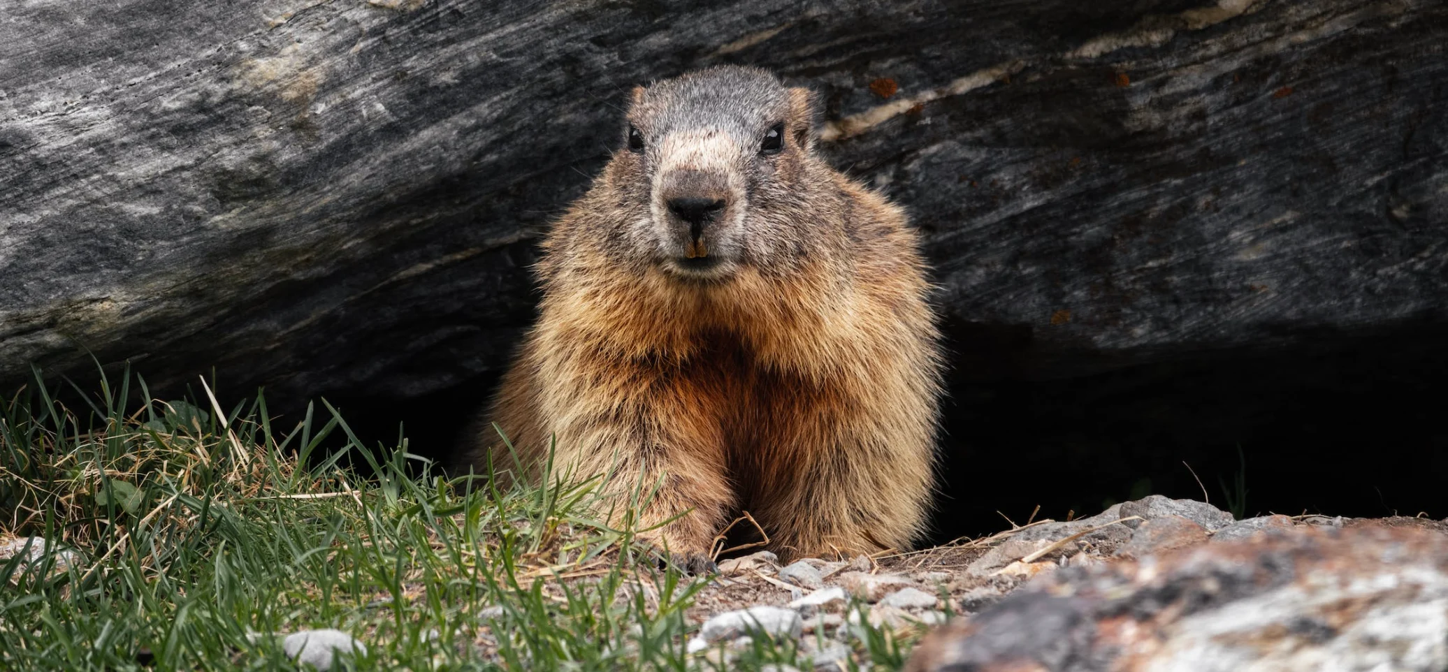The history of how Groundhog Day came to be - The Weather Network