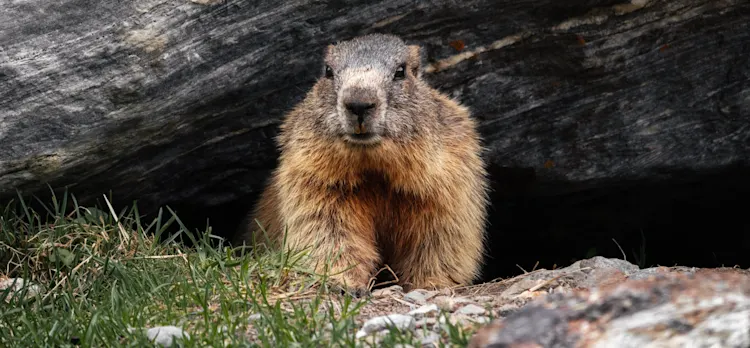 The history of how Groundhog Day came to be - The Weather Network