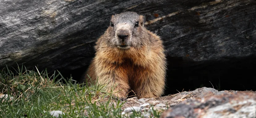 Groundhog Day Results: See them here - The Weather Network