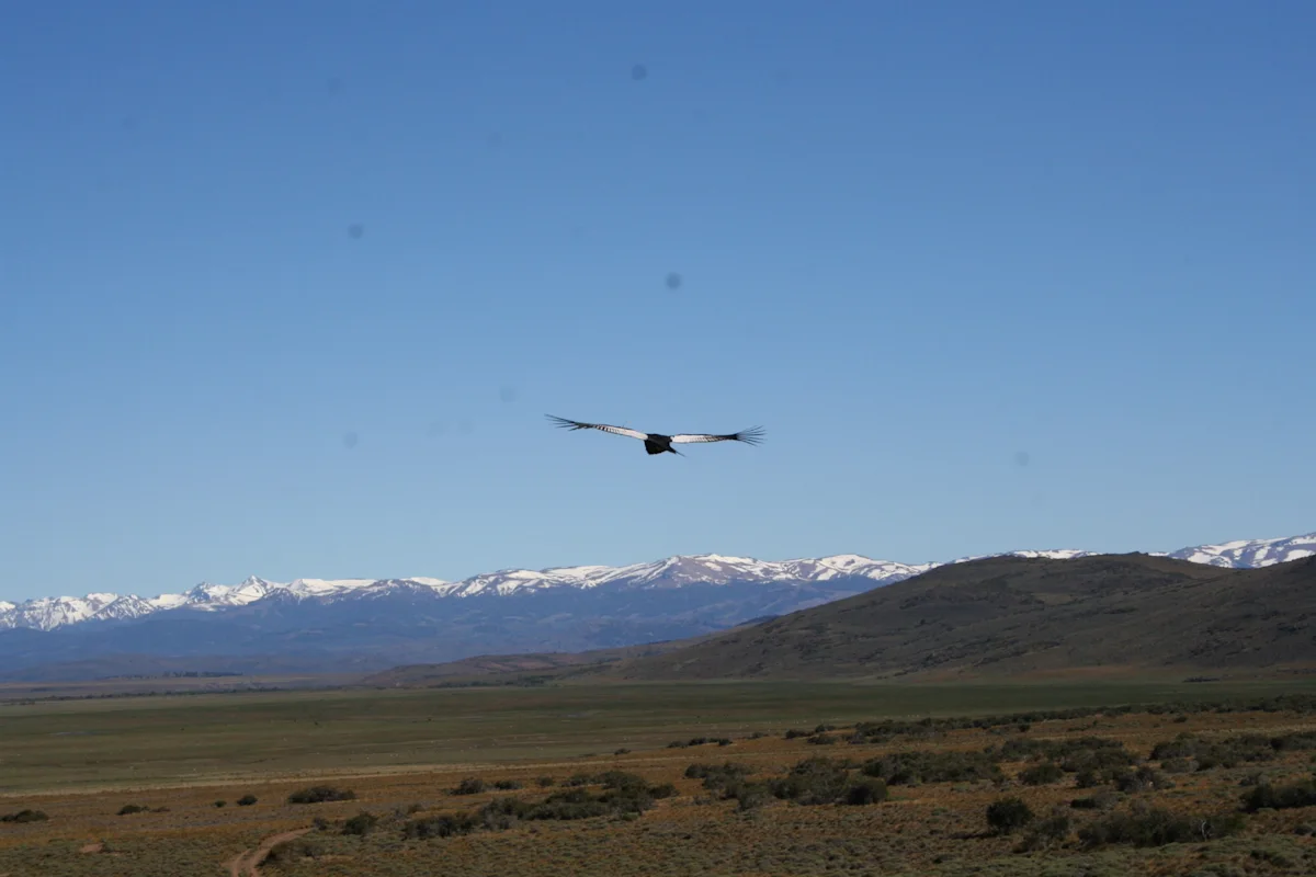 Natural, human impacts on animals seen in 2,000-year-old condor poop ...