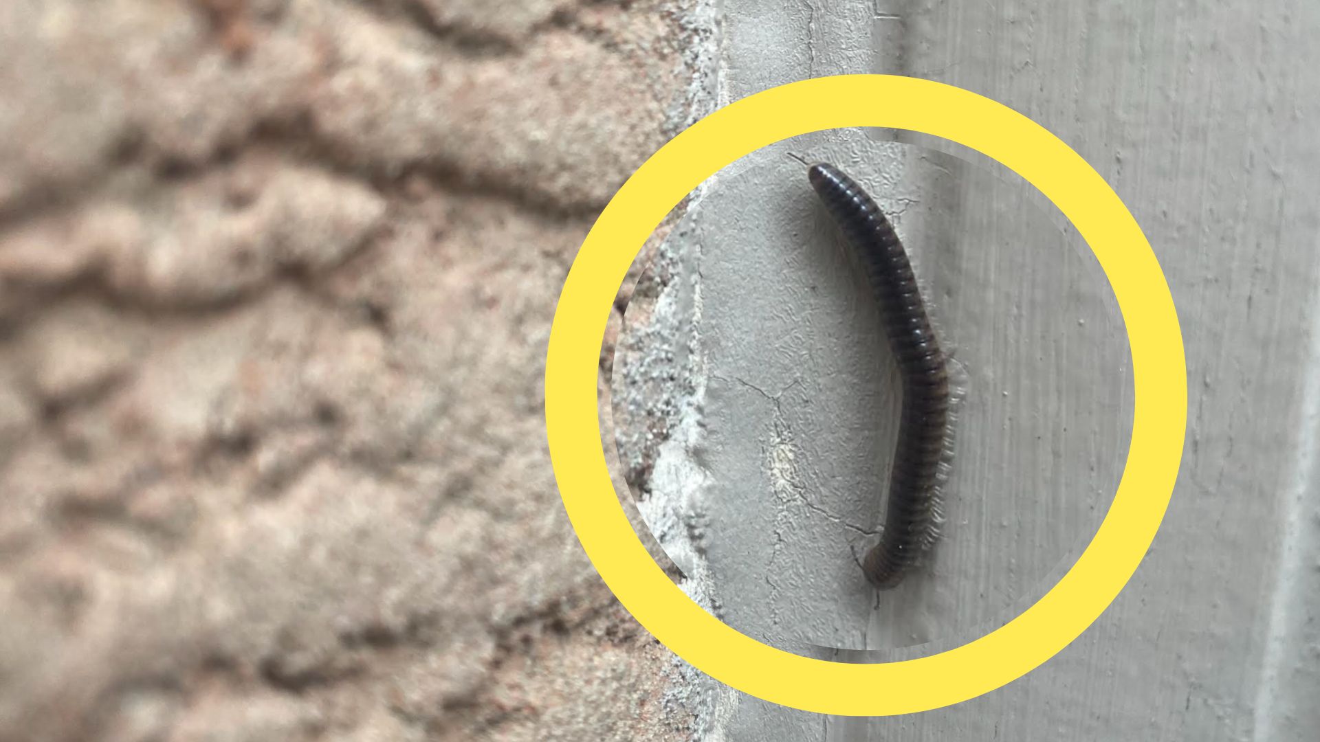 Meet the tiny, 'worm-like' creatures you've been seeing around your ...