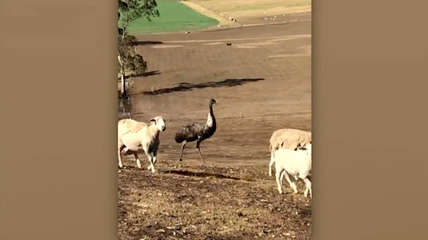 Emu voluntarily herds sheep after fence destroyed by wildfire - The ...