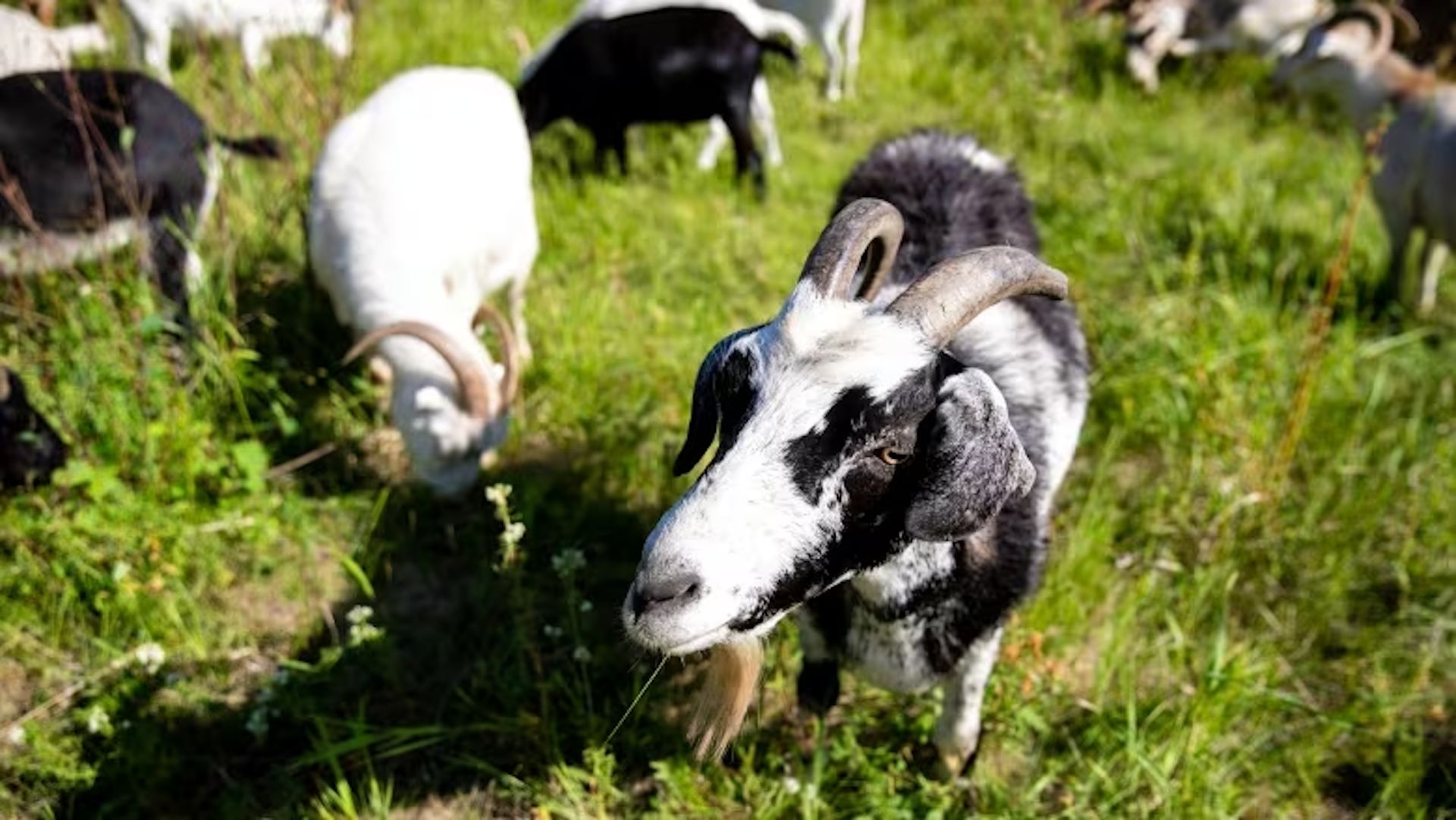 Quesnel, B.C., turns to goats to help curb wildfire risk - The Weather ...