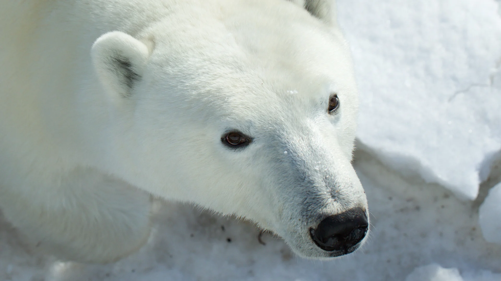 Weather kept southern Hudson Bay polar bears ashore for record time ...