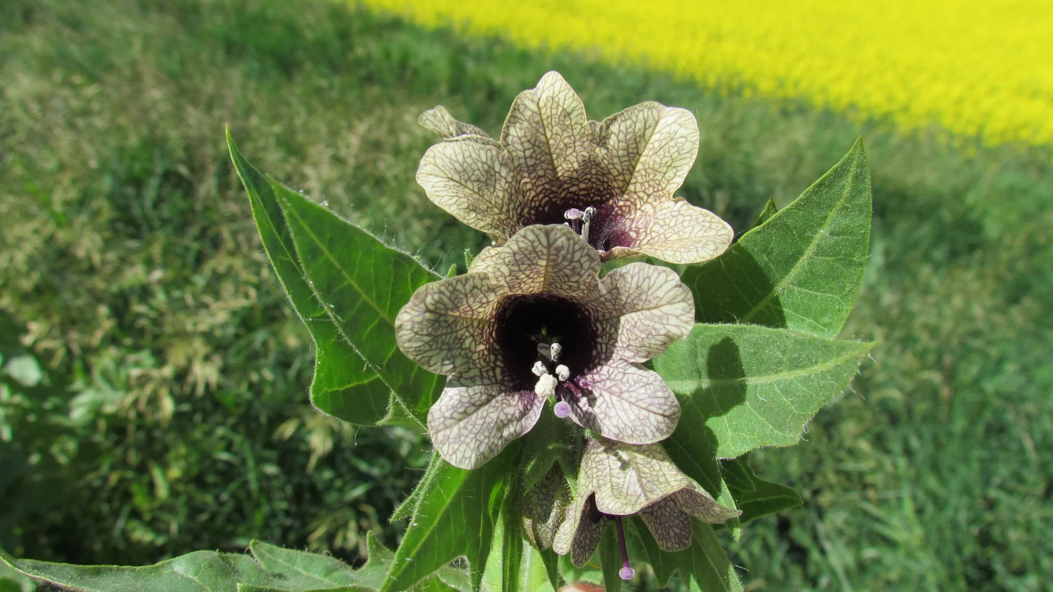 Learn more about black henbane, the invasive plant taking hold in ...