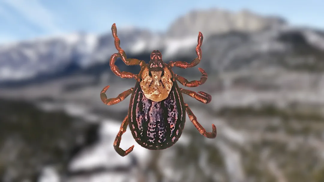 As ticks wake up in Alberta, here’s where you (and your dog) will find ...
