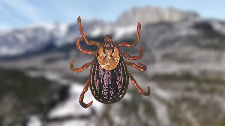 As ticks wake up in Alberta, here’s where you (and your dog) will find ...