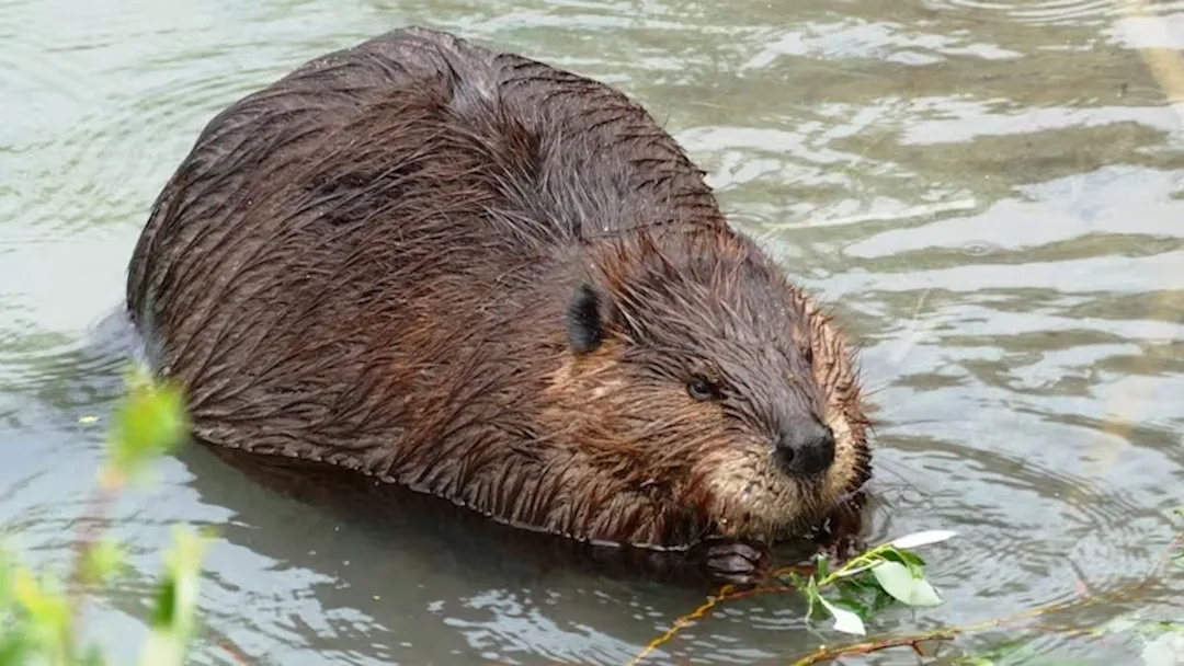 How beavers could help fight wildfires - The Weather Network
