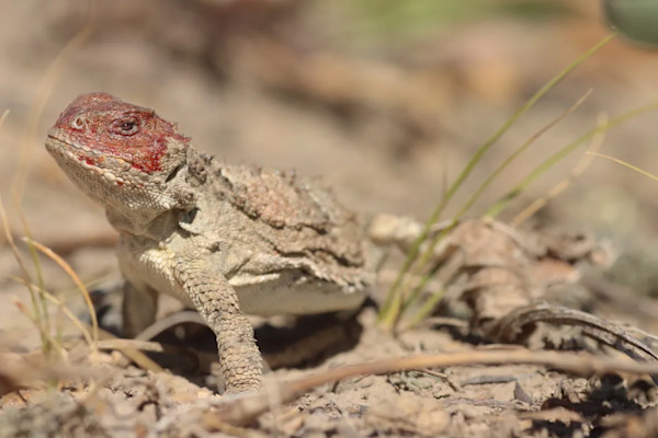 Record-high number of endangered blood-shooting lizards found in ...