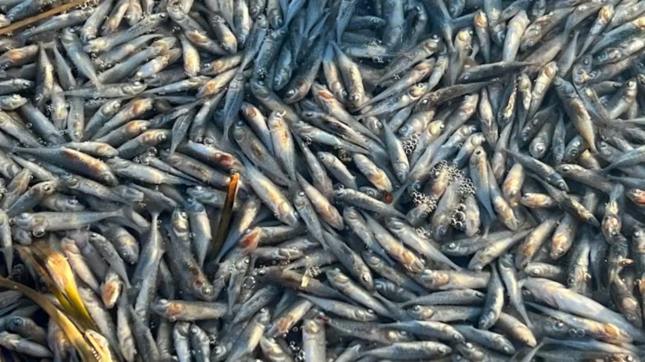 Lack of oxygen kills thousands of fish near Banff - The Weather Network