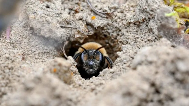 A NY cemetery has been hiding 5.5 million bees underground - The ...
