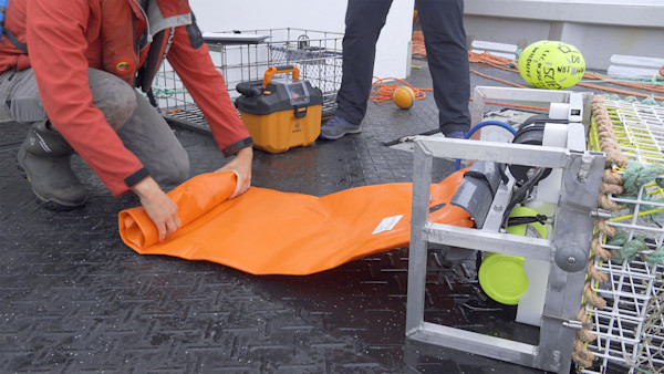 Innovative ropeless fishing gear helps prevent whale entanglements ...