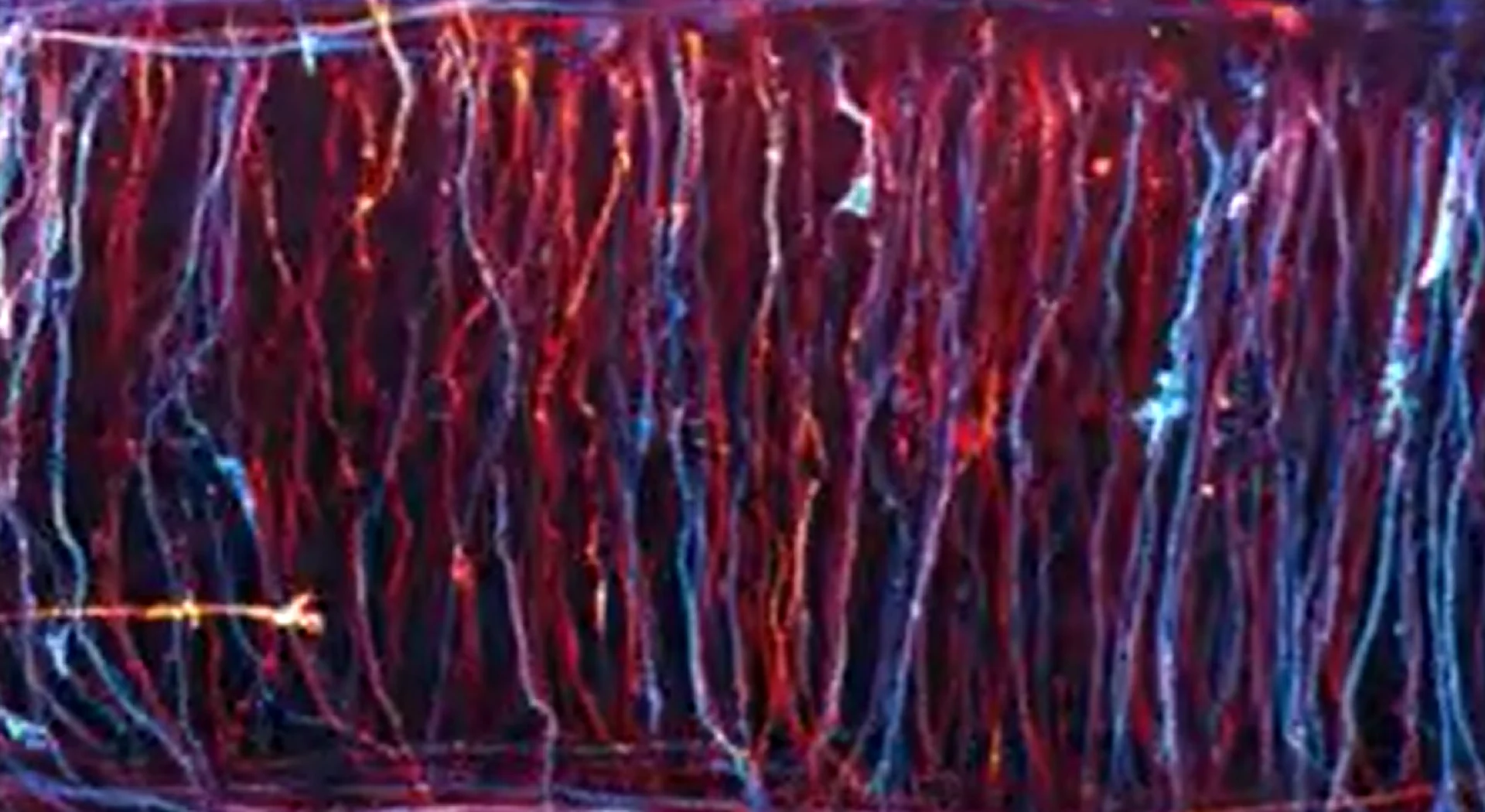 Check out the winners of the 2024 Nikon Small World photo contest - The ...