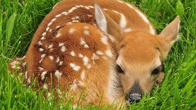 Fawn napping: What it is and why you need to avoid it - The Weather Network