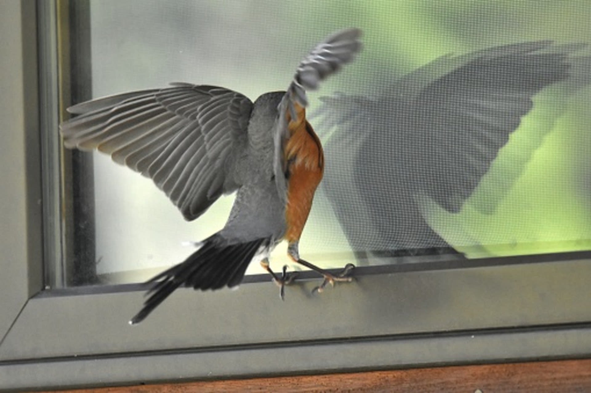 Bird-window collisions spike in fall. Here's how to help - The Weather ...
