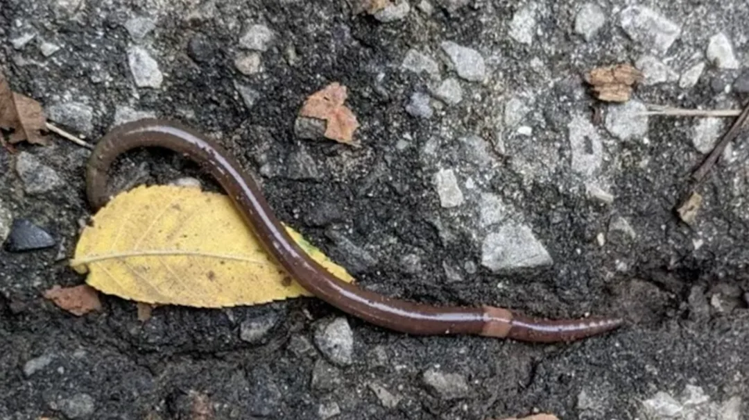 Wondering about invasive and toxic worms in Ontario? Here's what to ...