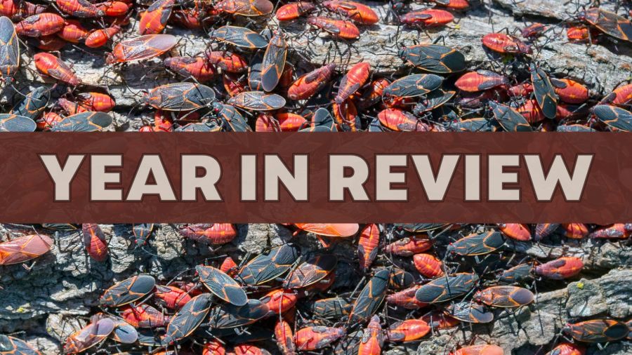 Top insects that caught our attention in 2021 - The Weather Network