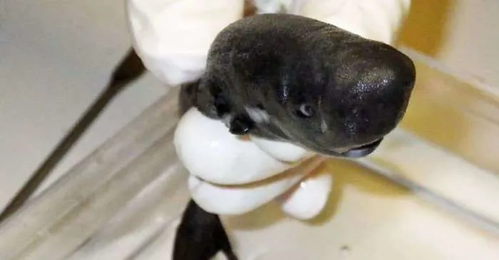 Découverte d’un nouveau requin aussi mignon que lumineux ! - MétéoMédia