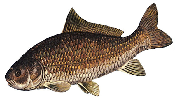 Un poisson bat un record de longévité : 112 ans ! - MétéoMédia