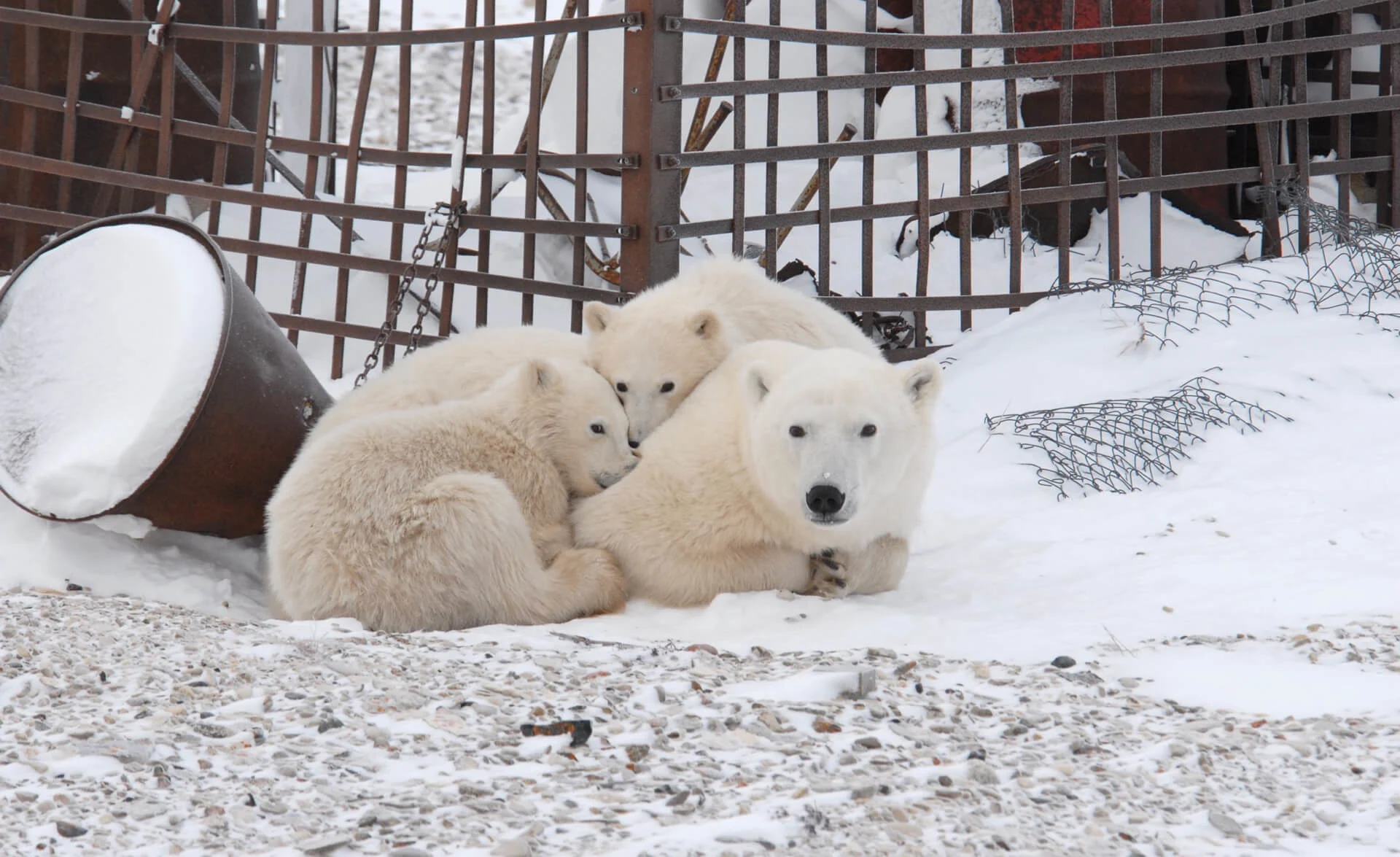International Polar Bear Day: Why spring is a critical time for Canada ...
