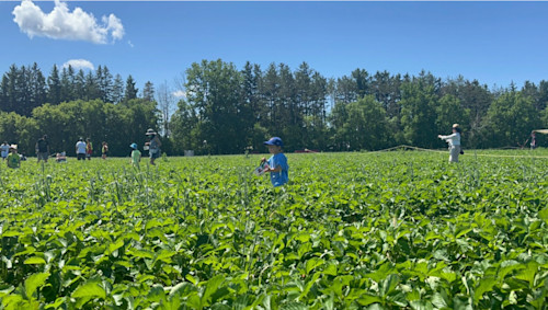 How to make the most out of Ontario's berry season - The Weather Network