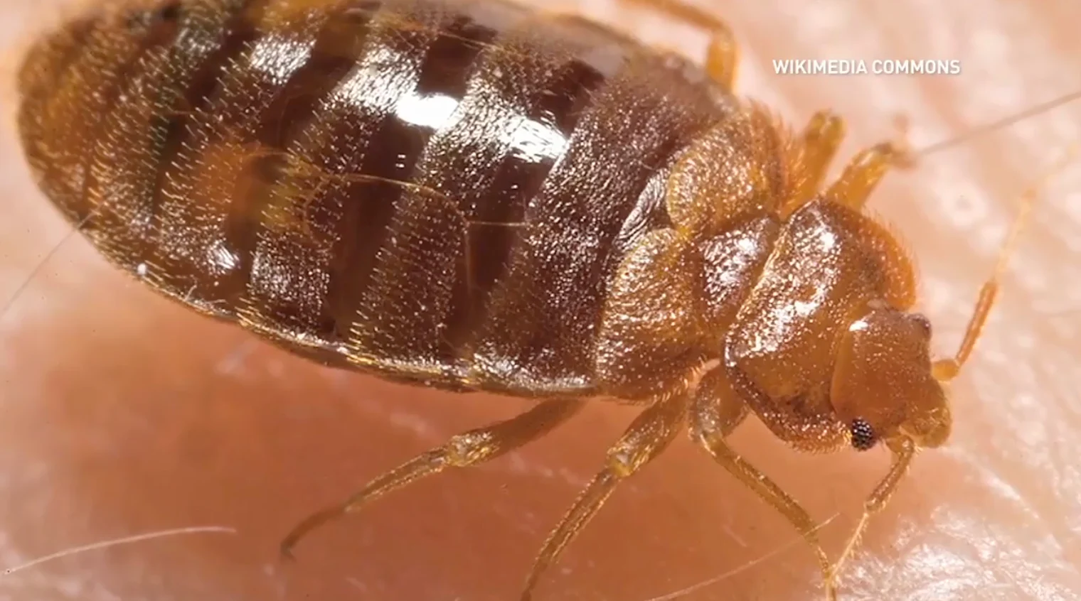 Study finds bed bugs may be genetically re-wiring to resist ...