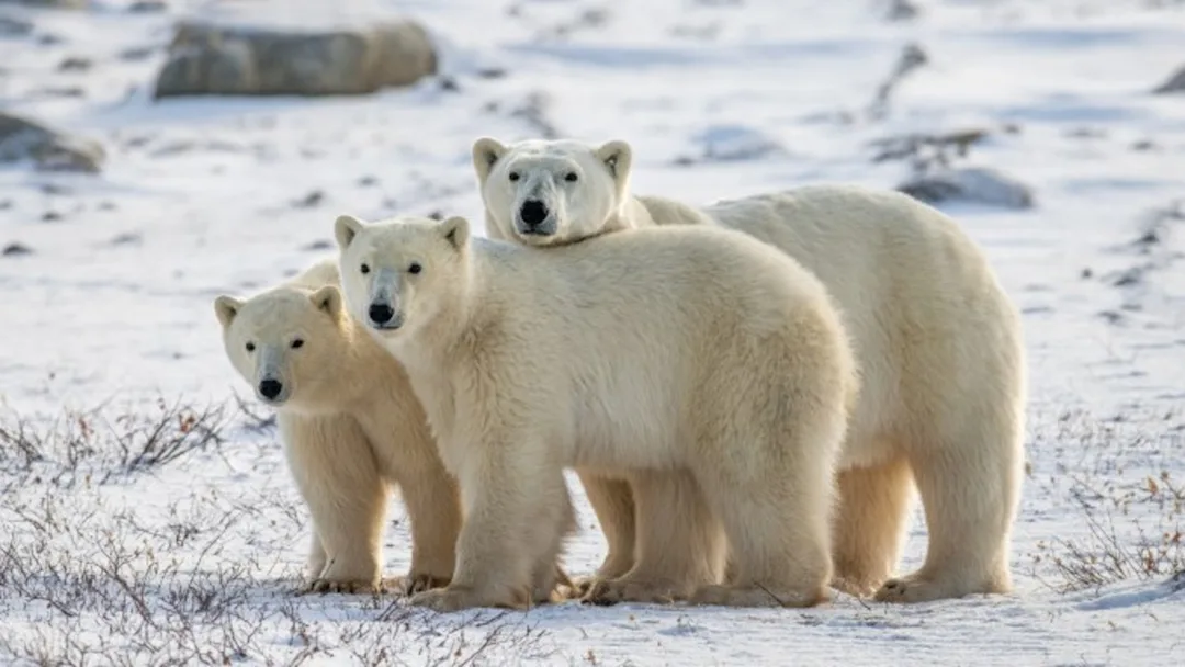 Polar bears may struggle to feed cubs as climate change melts sea ice ...