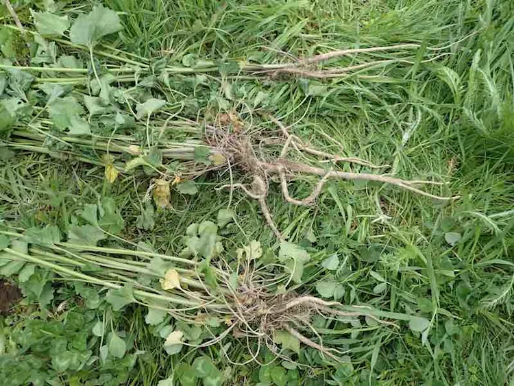 This weed is 'every gardener's nightmare', how to manage its spread ...