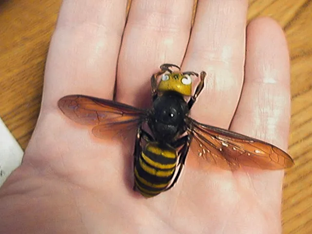 Wasps are aggressive right now; here's why and how to stay safe - The ...