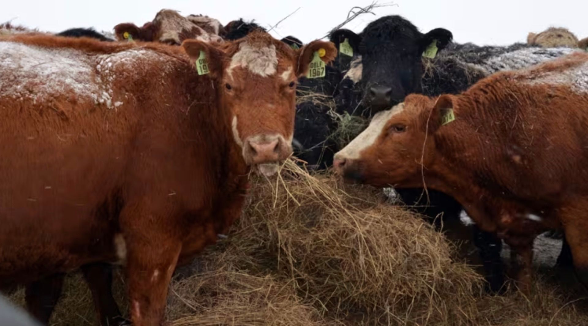 How growing cattle feed indoors could help ranchers keep herds during ...