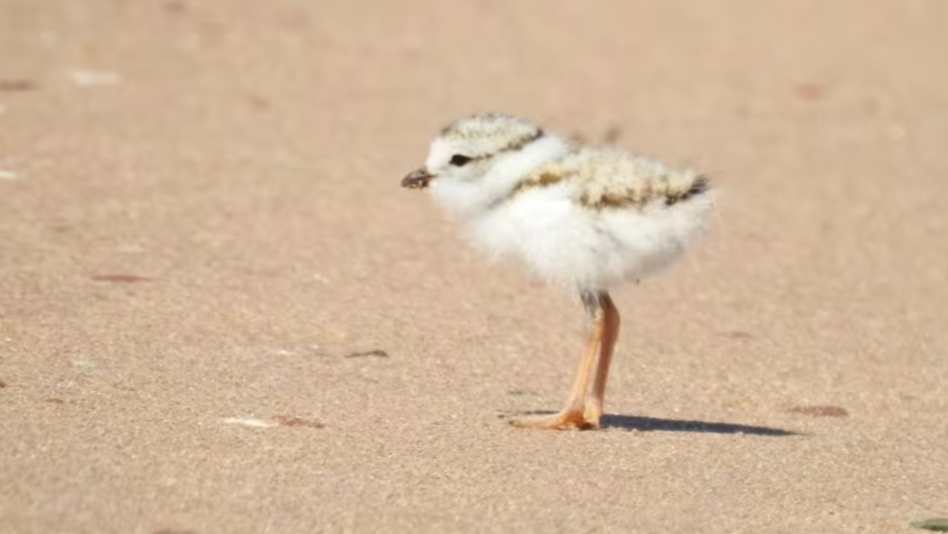 Fiona creates more habitat for piping plover but no big boost expected ...