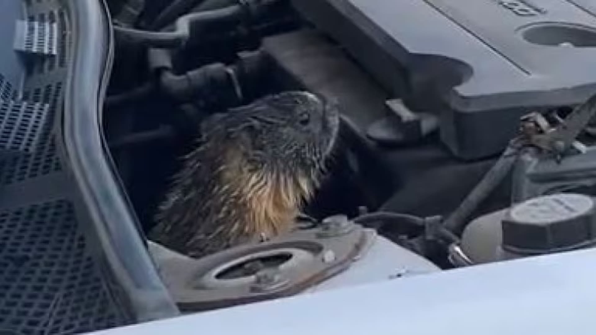 Dad may know cars, but what would he do with a marmot in the engine ...