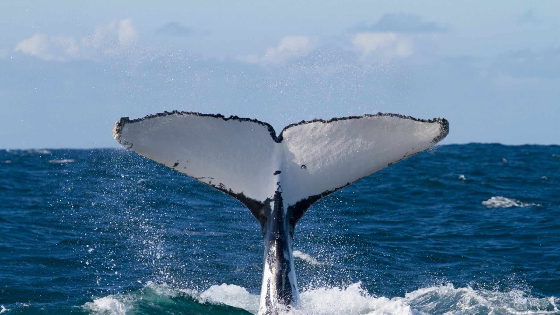 Migrating whales return to B.C. waters. Here's how you can see them ...