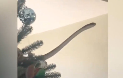 Family discovers venomous snake dangling from their Christmas tree ...
