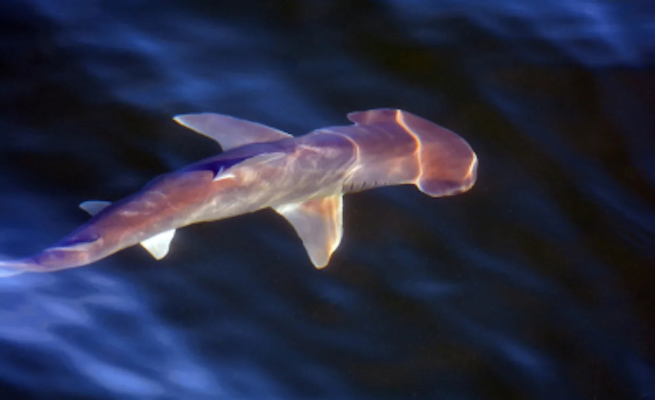 Enormous shark die-off millions of years ago puzzles scientists - The ...