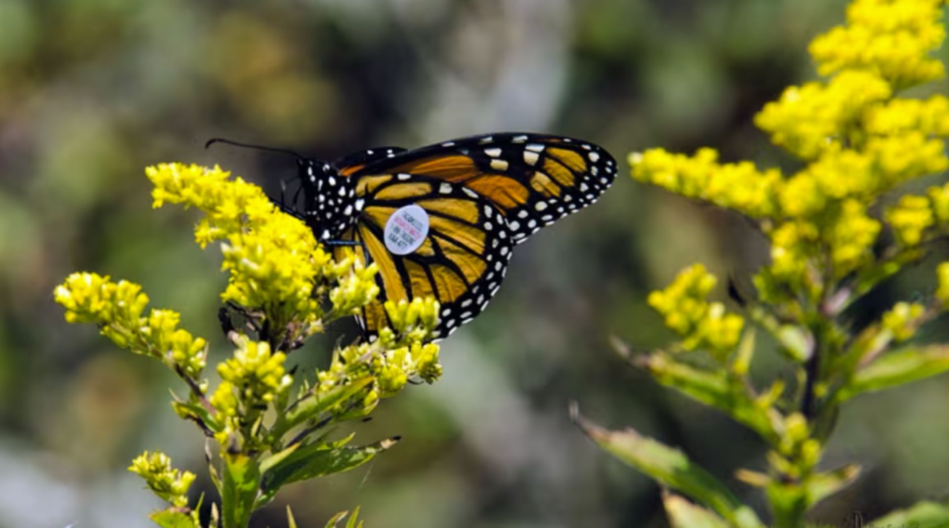 N.B. naturalists optimistic about increase in monarch butterfly numbers ...
