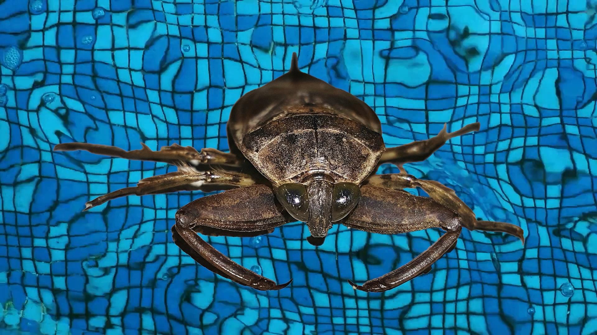 Beware of this giant, ‘toe-biting’ water bug this summer - The Weather ...