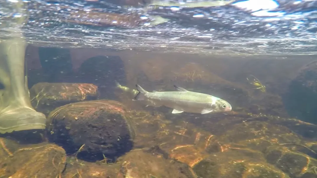 Seeking a safe place for one of Canada's most endangered freshwater ...