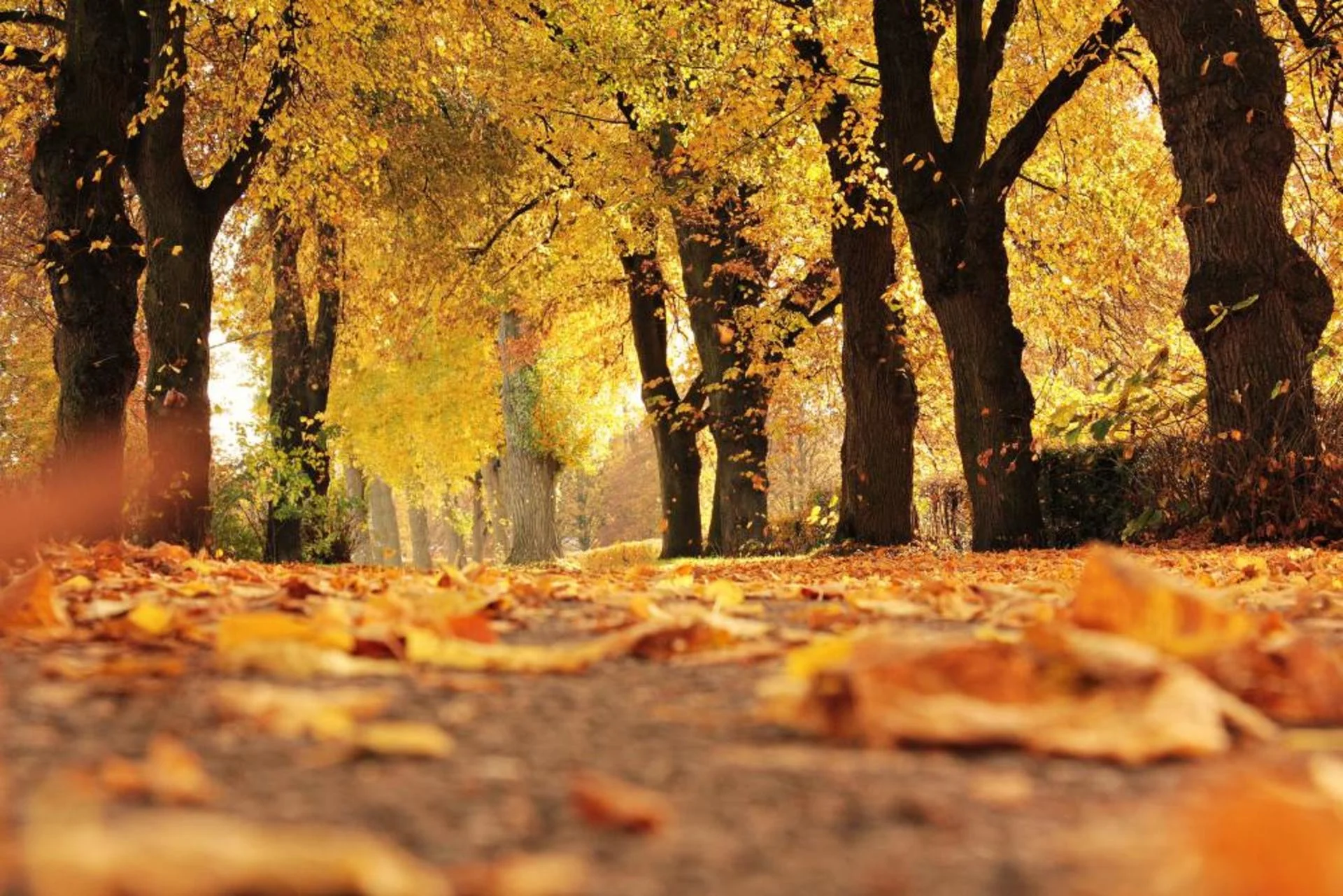Fall colours showing in Ontario after warm September 'paused' foliage ...