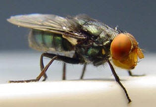 Flesh-eating cattle parasite cases jump to 6 across in US - The Weather ...