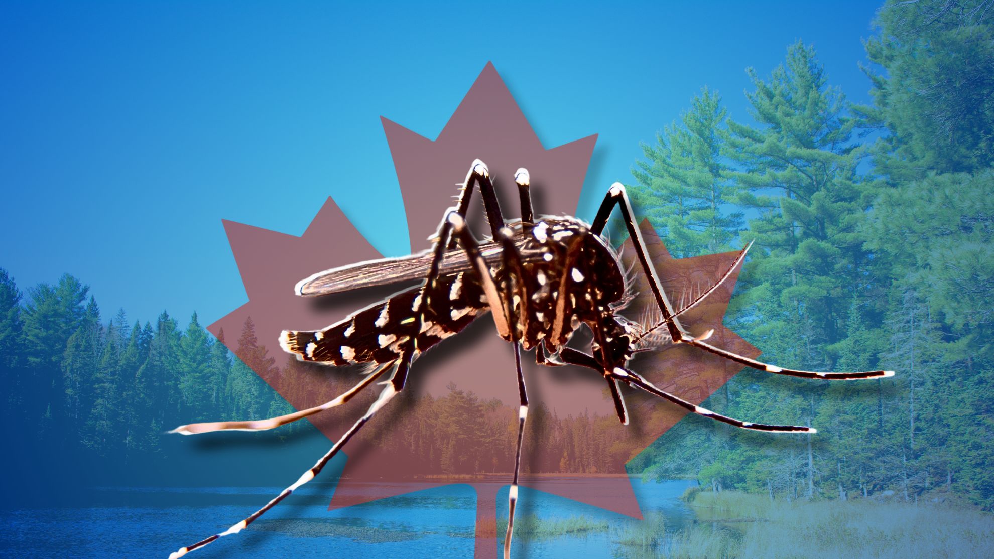 Where are Canada's mosquito hotspots? - The Weather Network