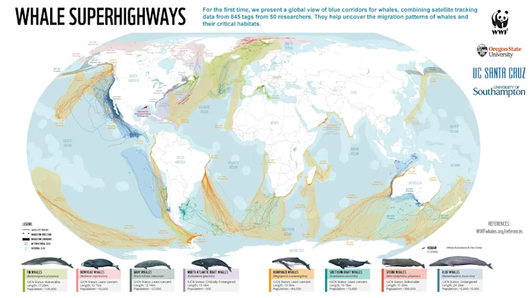 New first-of-its-kind map reveals ‘whale superhighways’ throughout the ...