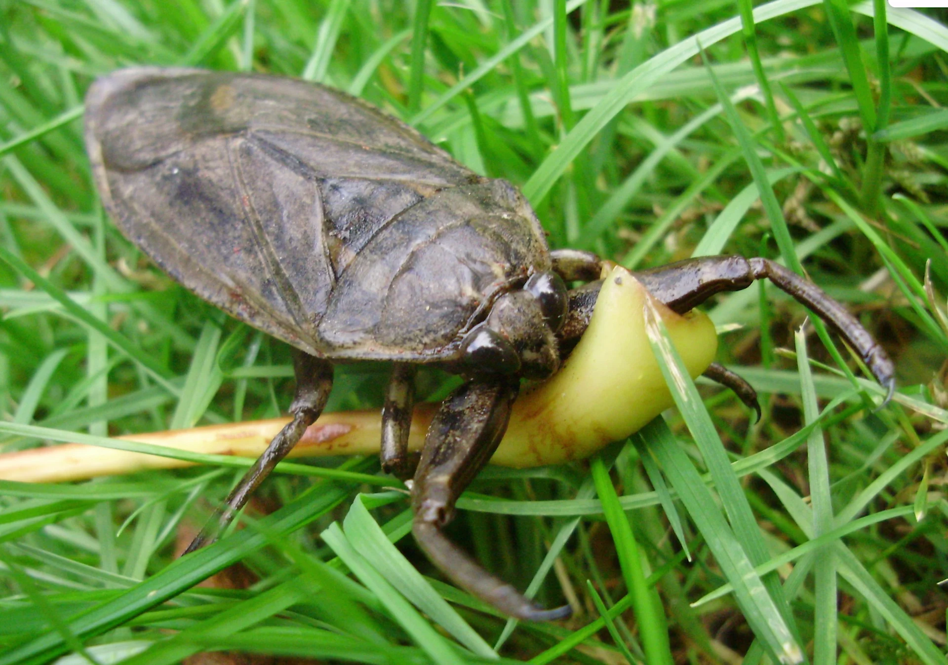Beware of this giant, ‘toe-biting’ water bug this summer - The Weather ...