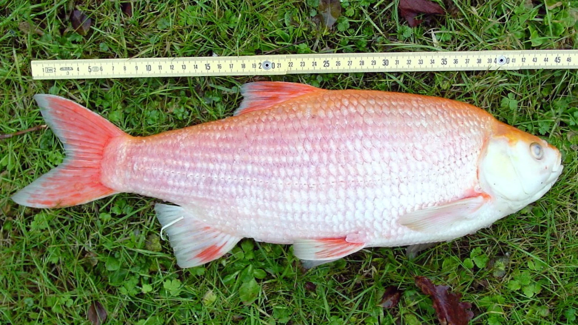 'Rodent rat,' parasite-spreading fish, and more join Ont. invasive ...