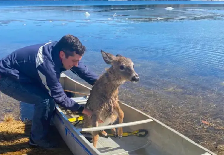 Stumbling deer appears 'drunk' too many 'forest aperitifs' - The ...