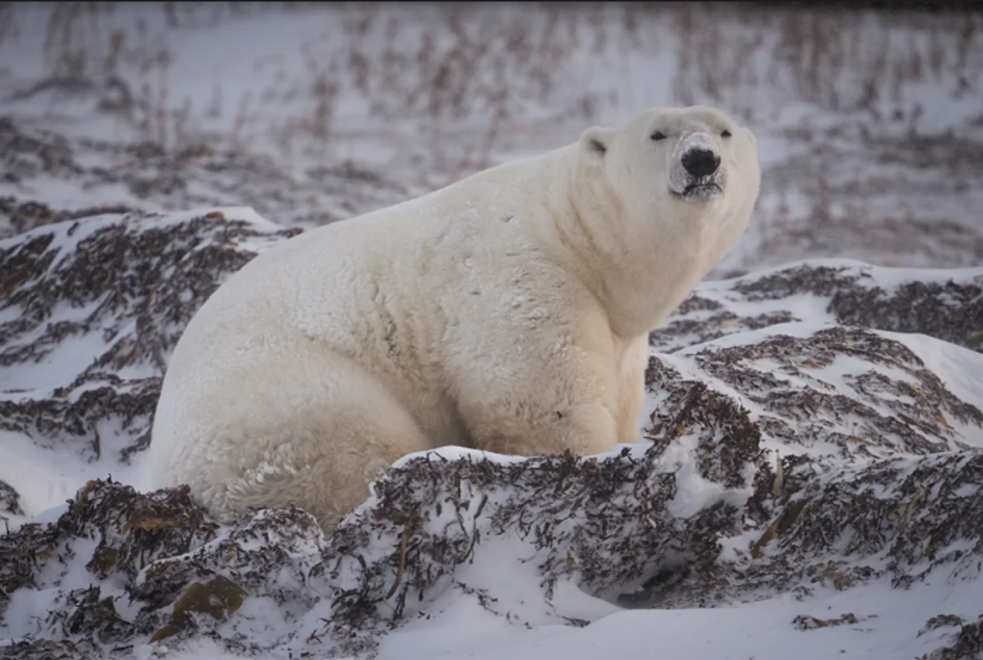 On the ground in Churchill: Polar bears fight for survival as ice ...