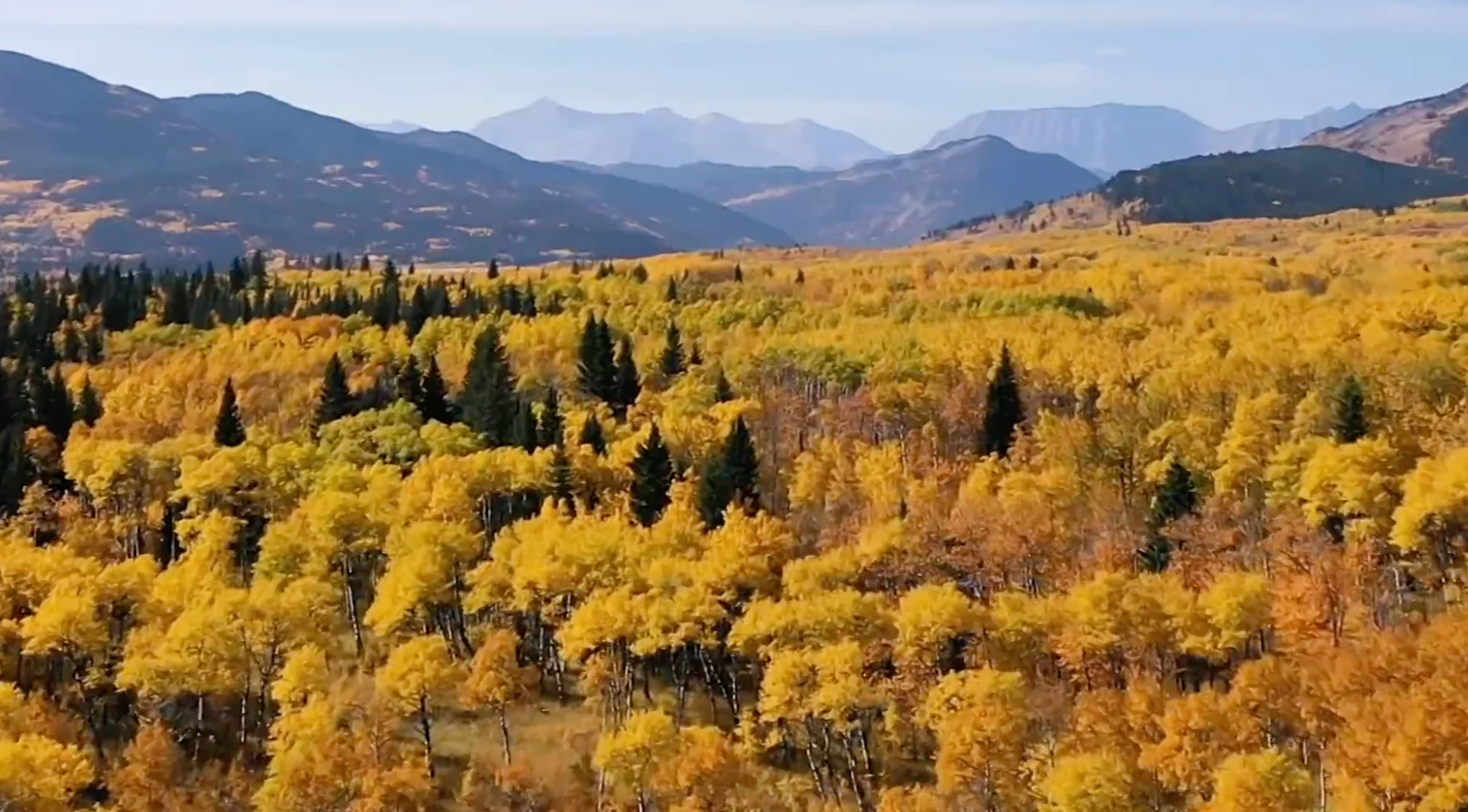 The threat to Alberta's iconic aspen trees and the fall colours they ...
