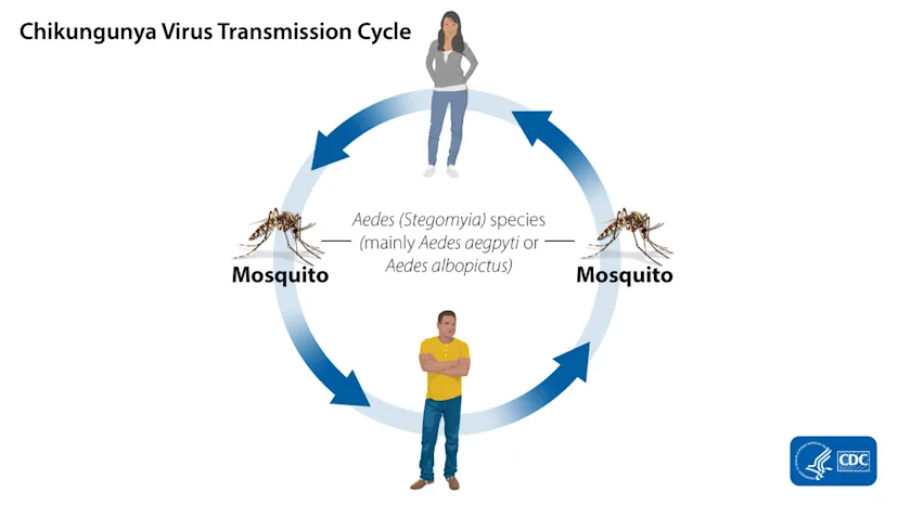 Mosquito illnesses rise in Cuba after Hurricane Melissa - The Weather ...
