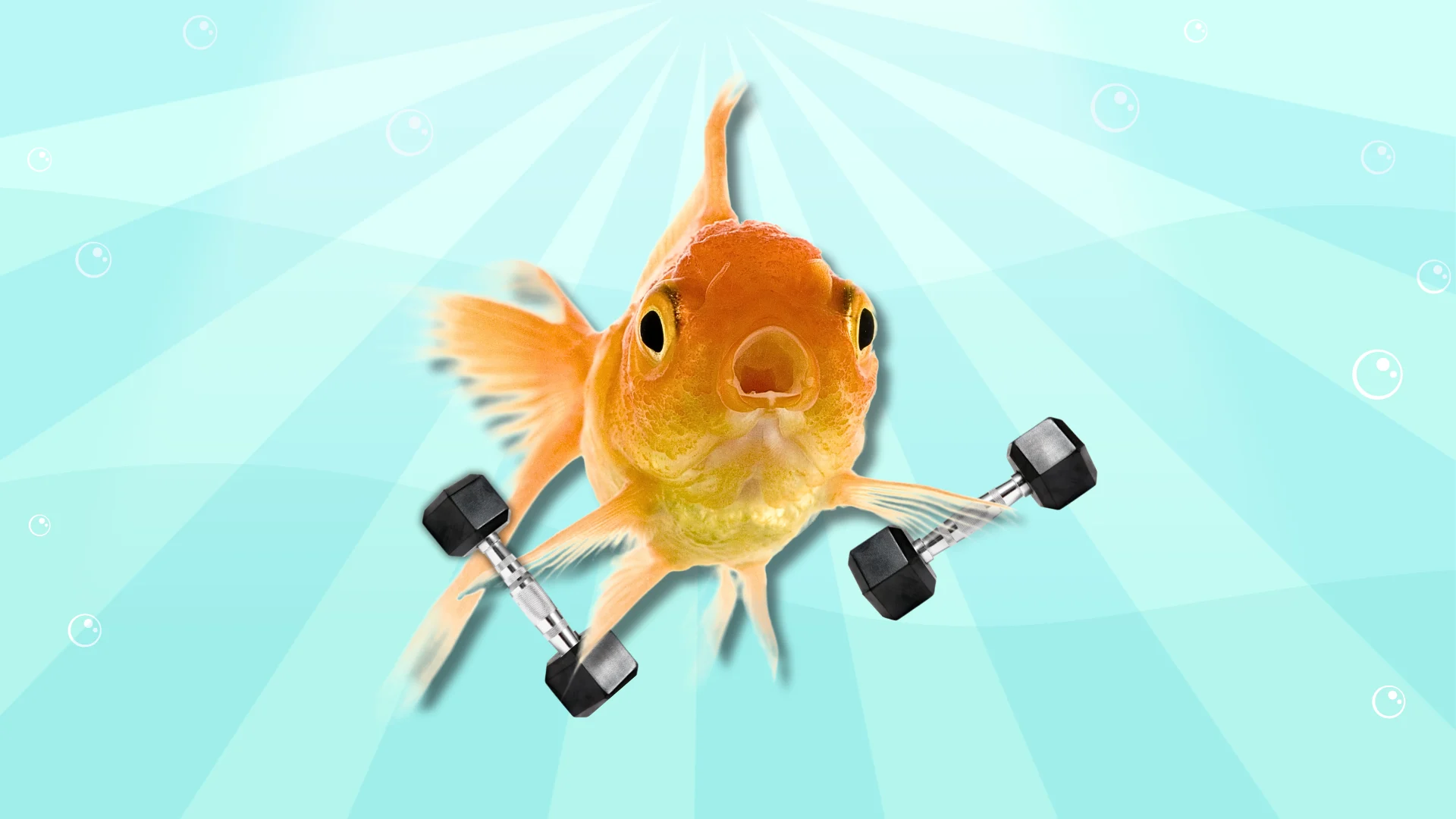 Life finds a way: Your pet goldfish is bulking up in Lake Erie this ...