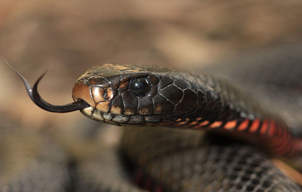 Australia's 'cannibal' mouse infestation could be followed by a snake ...